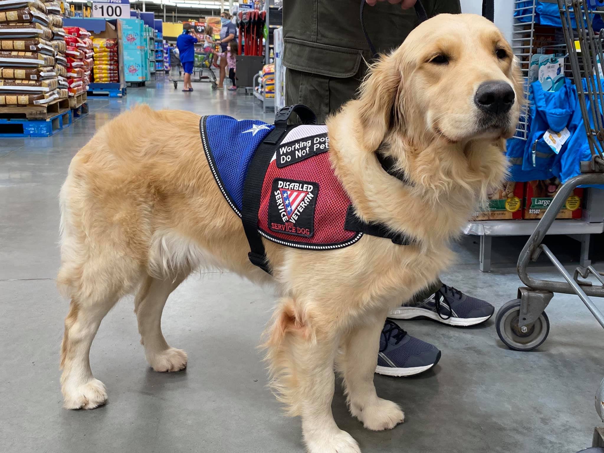 Professionally Trained Service Dog Etiquette